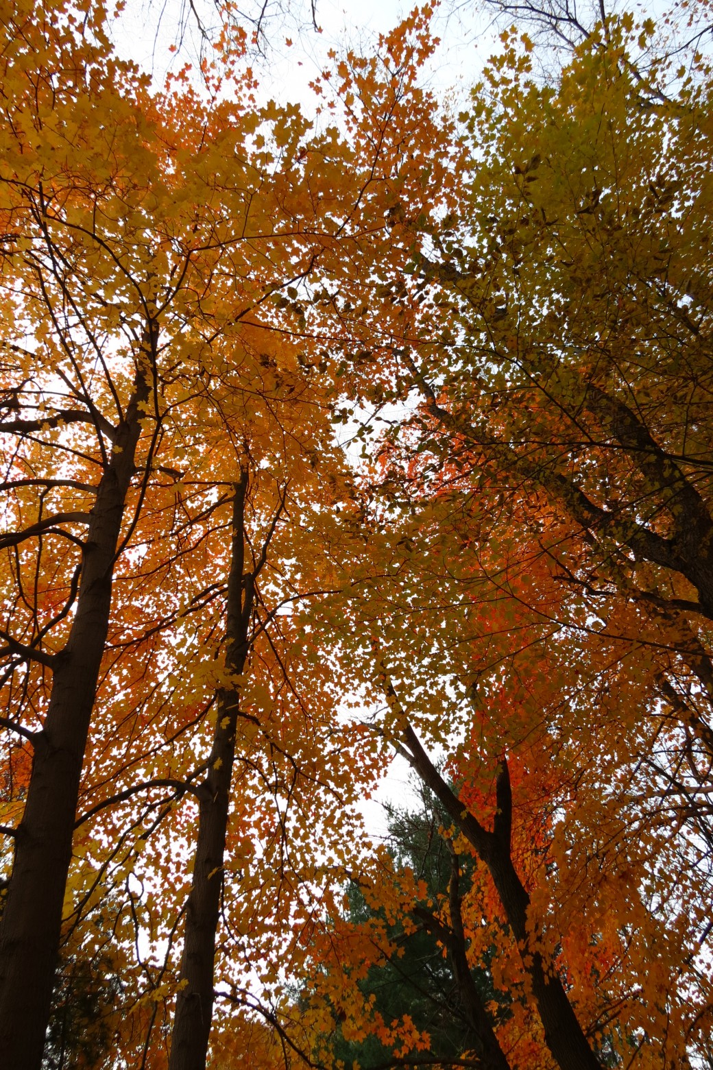 Fall Photo Tips - Mosaic Moments Page Layout System