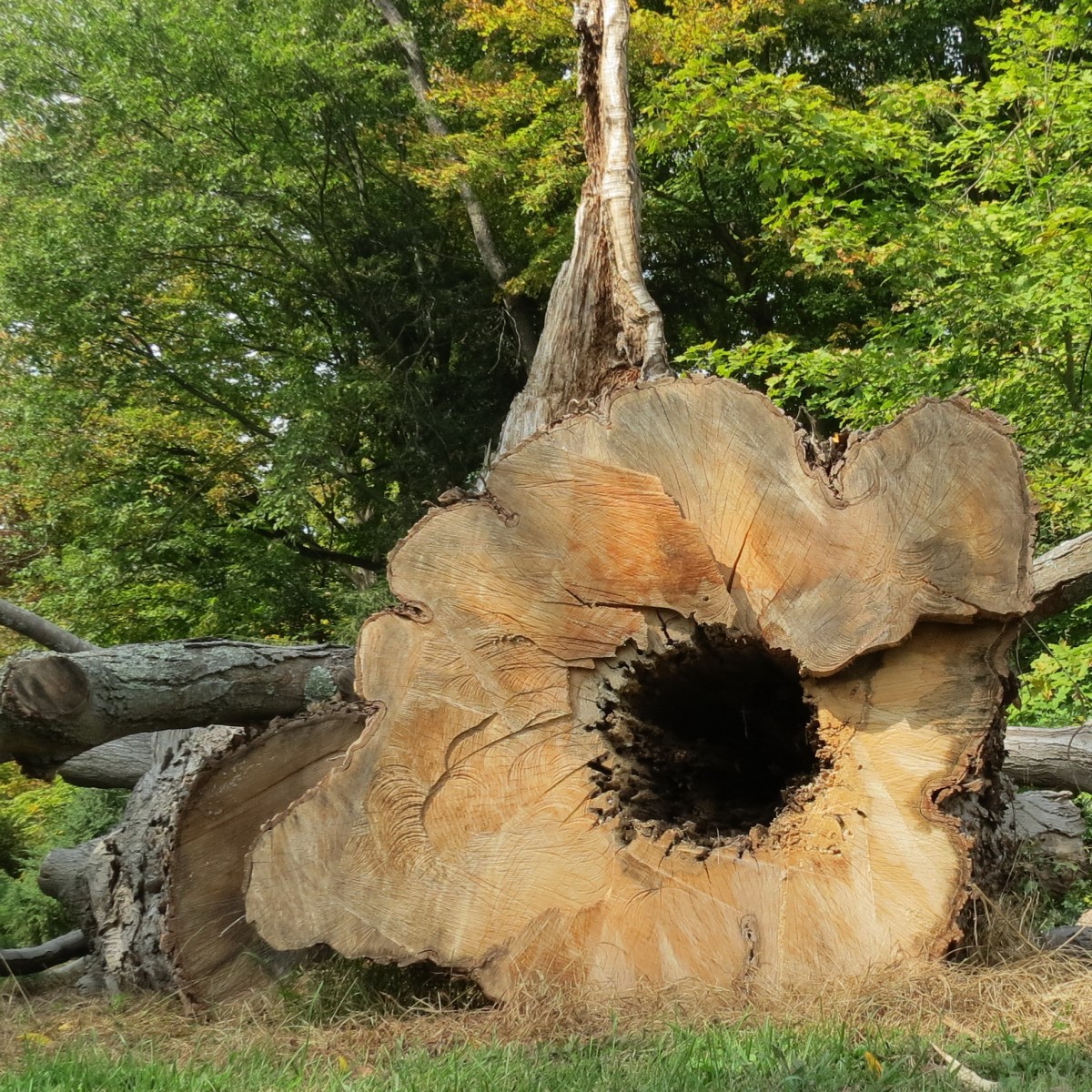 Fall Photo Tips - Mosaic Moments Page Layout System