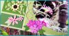 Spring Garden: Adding Flowers - Mosaic Moments Page Layout System